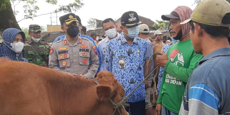 14 Sapi Terjangkit PMK di Rembang 14 Sapi Terjangkit PMK di Rembang